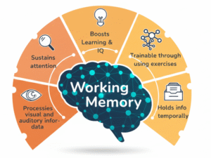 Understanding the Baddeley and Hitch Working Memory Model Simply