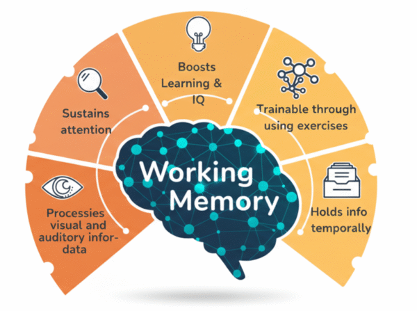 Understanding the Baddeley and Hitch Working Memory Model Simply